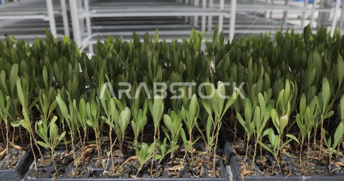 Interest in afforestation and cultivation of local natural crops, close ...