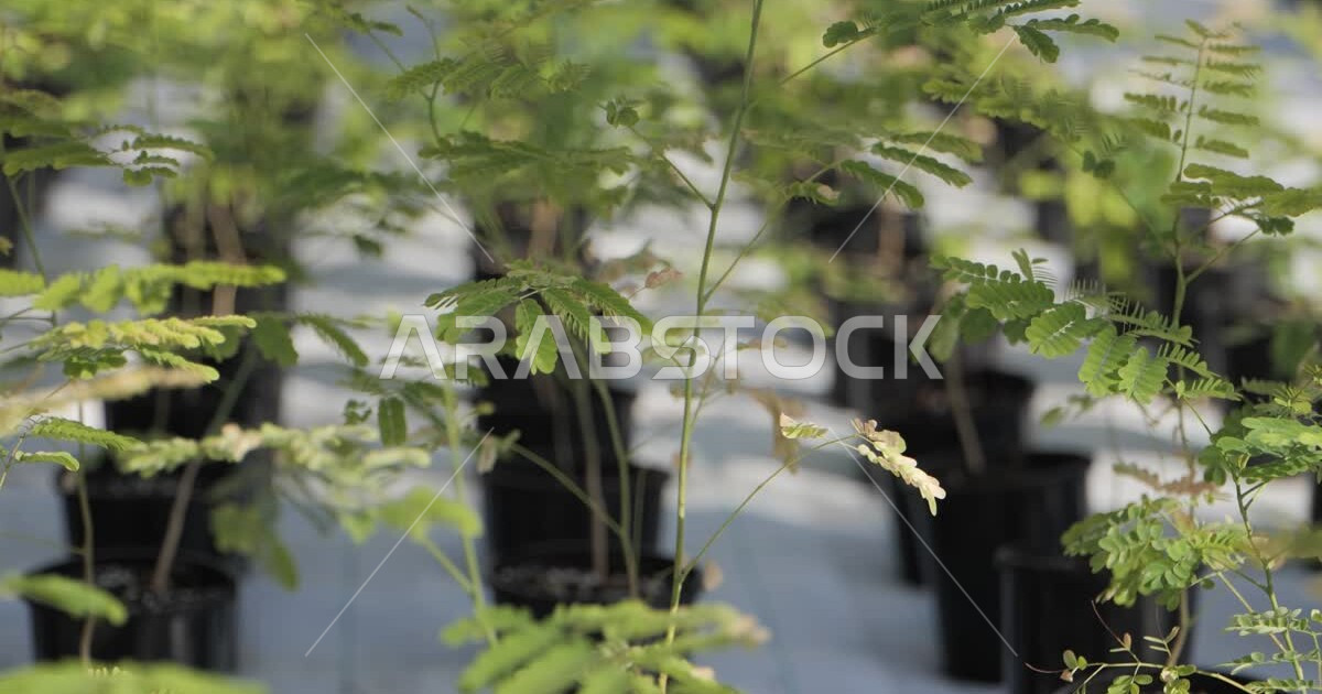 Nurseries and places that sell crops in the Kingdom of Saudi Arabia ...