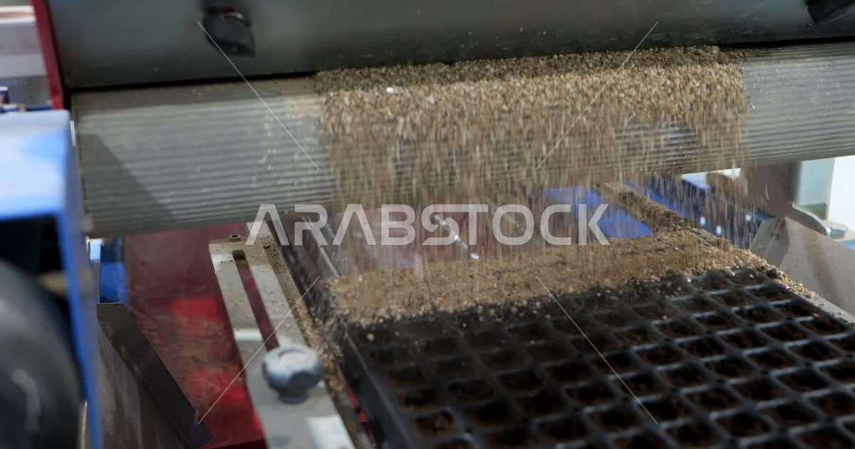 Stages of making seedlings from seed to seedling, places and nurseries ...