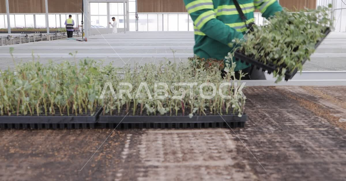 Green Riyadh Project, interest in afforestation and cultivation of ...