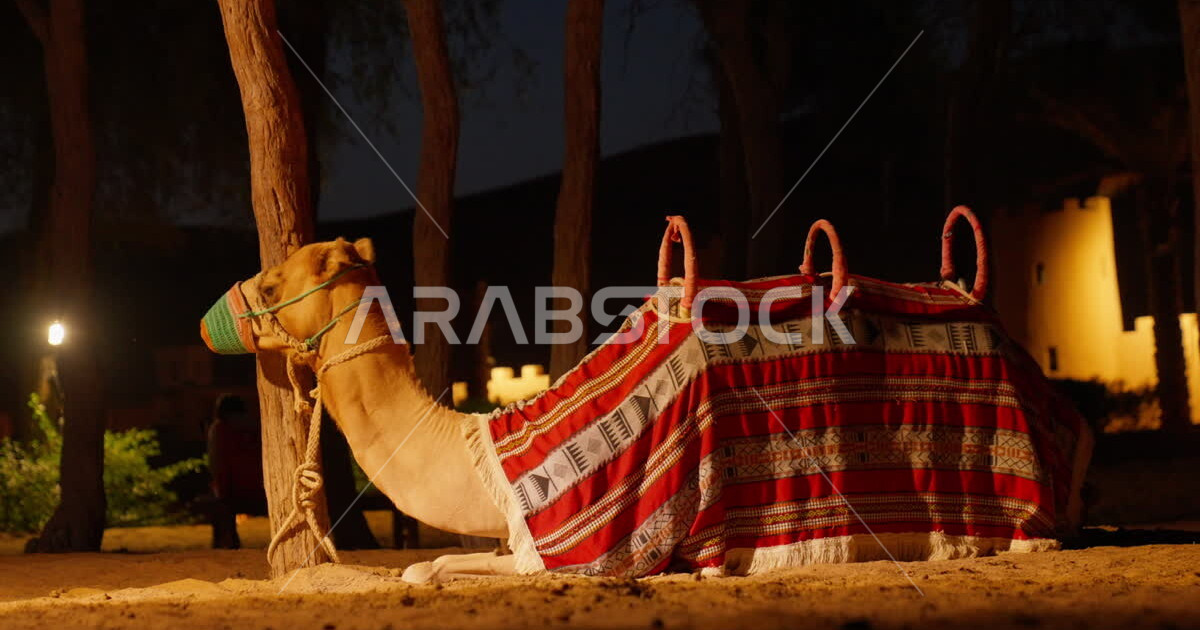 Breeding and caring for camels in the wild areas of the United Arab ...