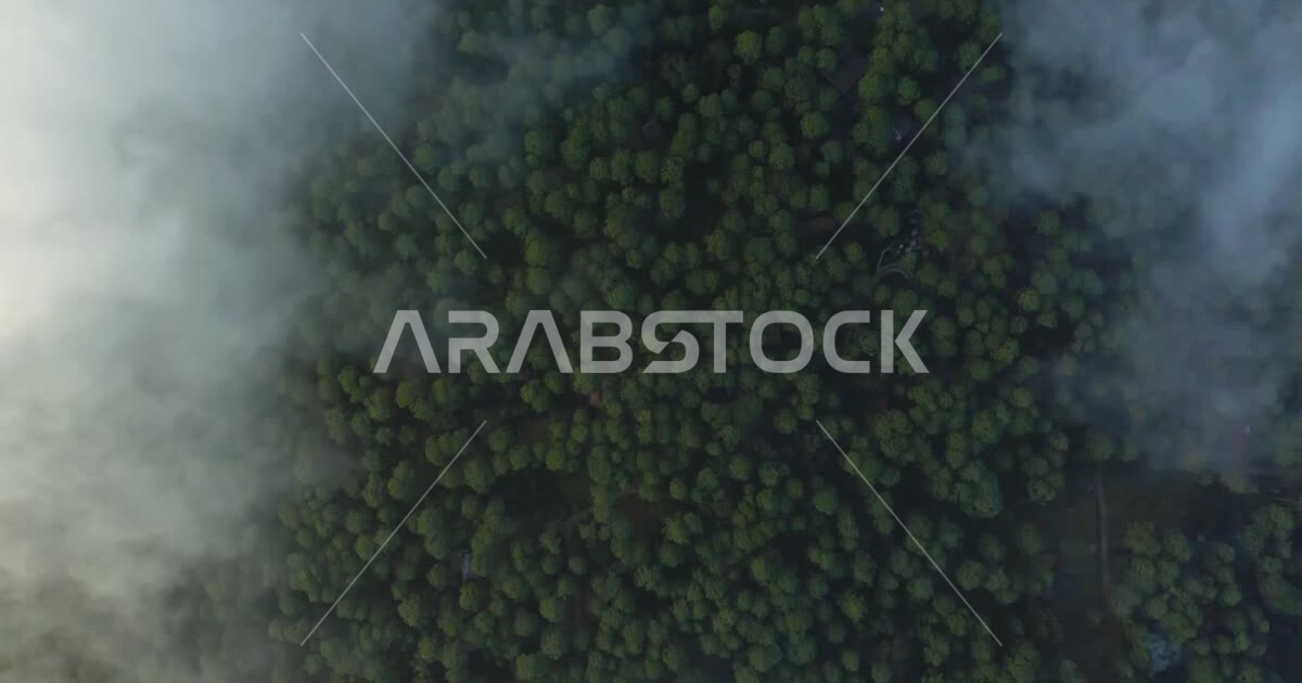 Nature in the Kingdom of Saudi Arabia, interest in afforestation and ...