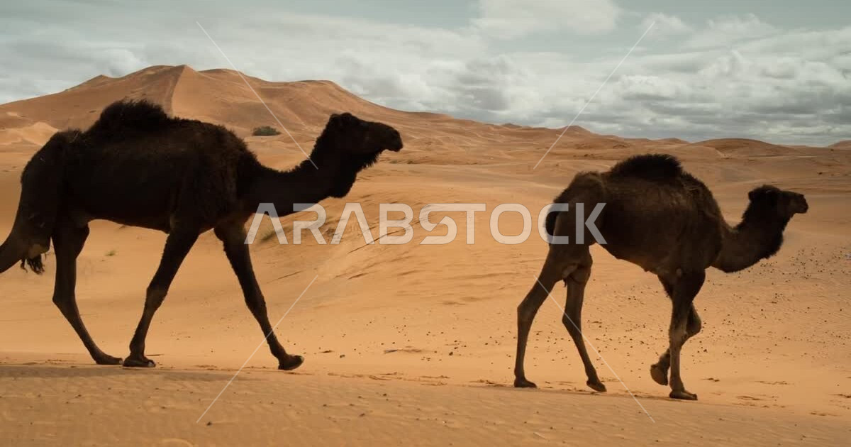 Raising camels in the Kingdom of Saudi Arabia, inheriting care for ...