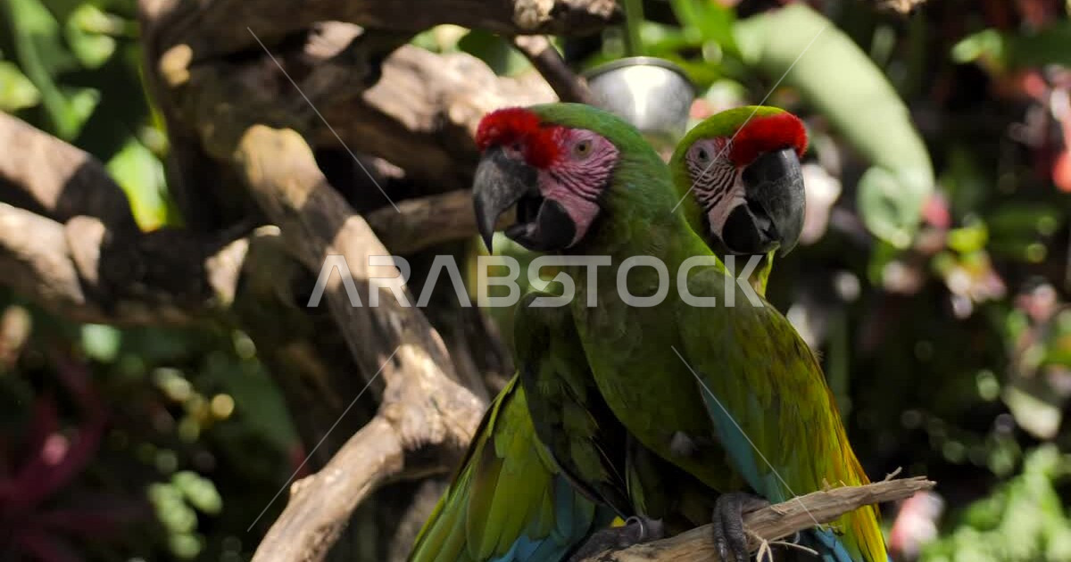 Bird breeding farms in the Kingdom of Saudi Arabia, close-up ...