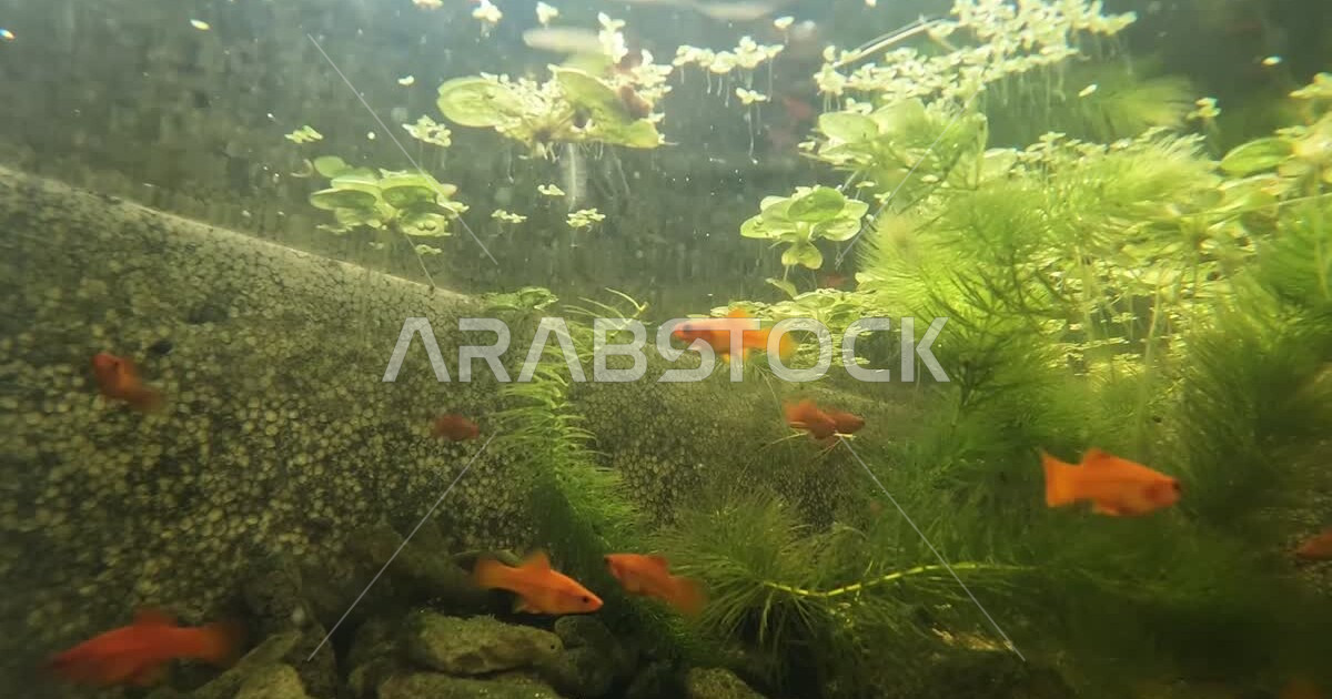 Various sea creatures, close-up of a glass aquarium full of ornamental ...