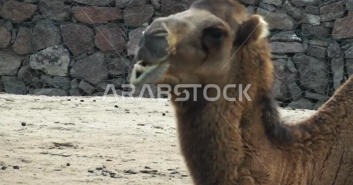 Breeding and caring for camels in nature reserves, a close-up of an ...