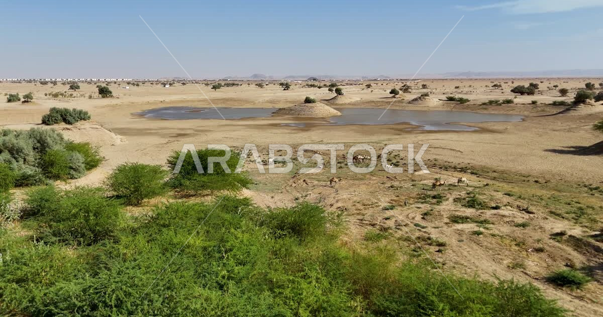 A water lake in Najran, green wild plants and herbs, natural terrain in ...
