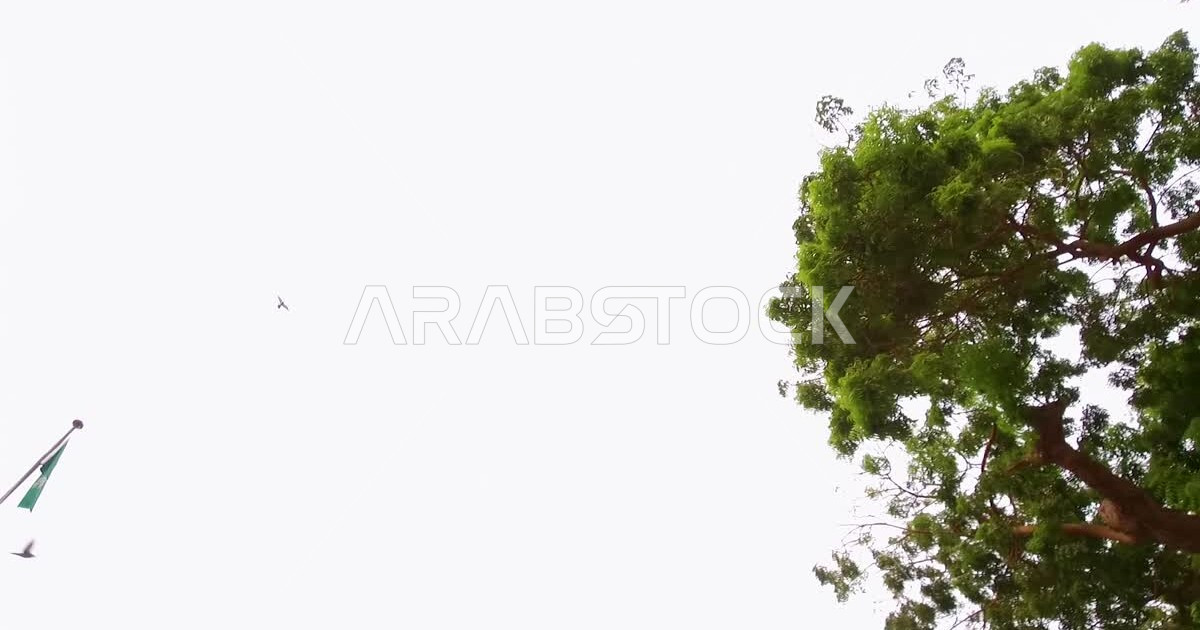 Interest in planting green trees, wooden rawashin in old-style Arab ...