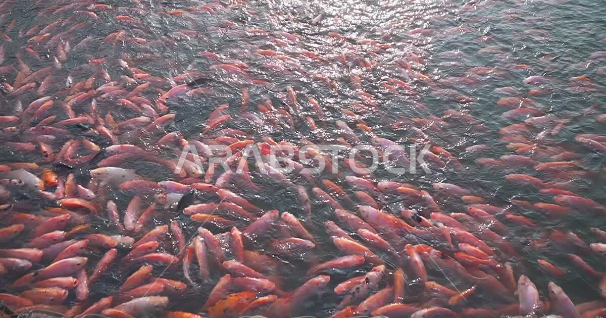 The concept of marine reserves, a close-up depiction of a group of ...