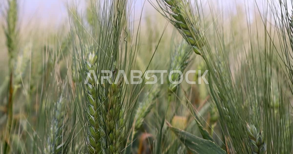 Agricultural fields and lands in the Kingdom of Saudi Arabia ...