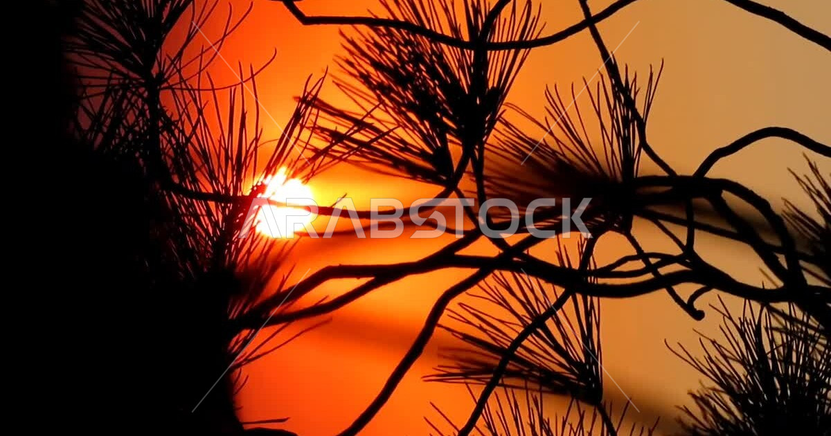 A close-up silhouette of the movement of pine tree branches, the ...