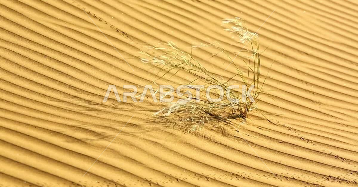 The dry and harsh environment of the desert in Saudi Arabia, desert ...