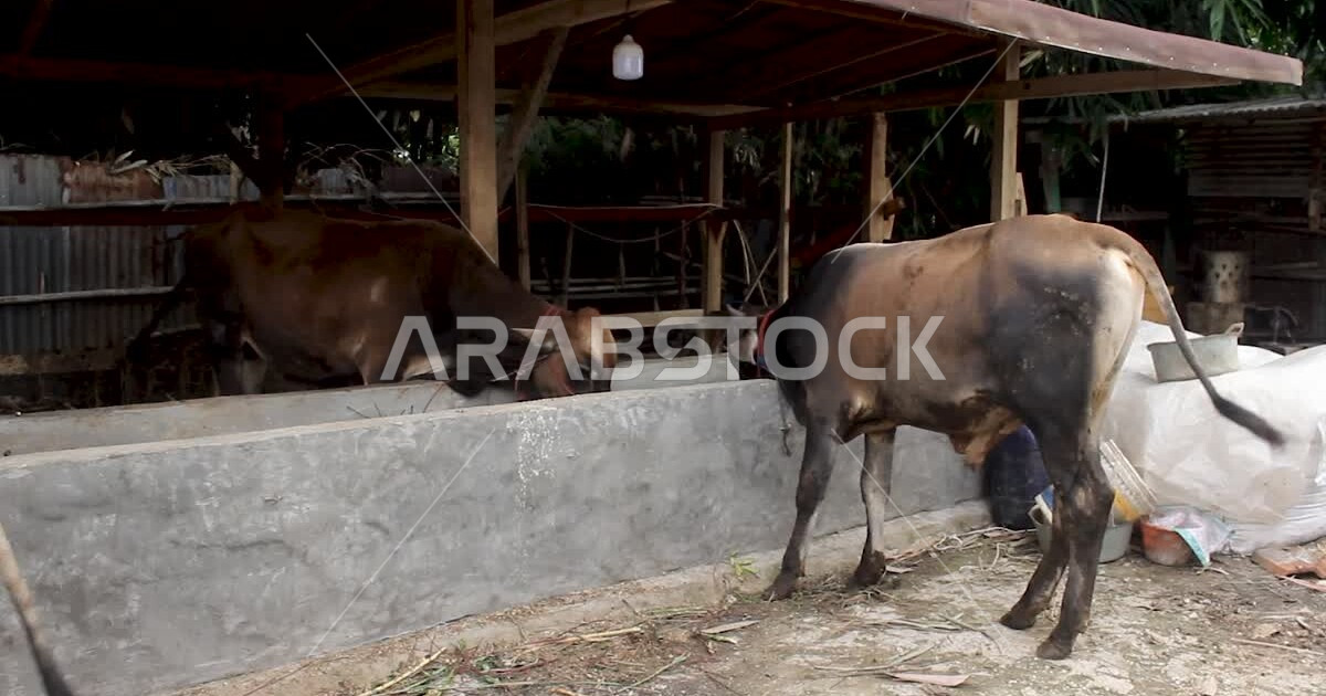 Raising animals on Saudi farms, the concept of caring for mammals, a ...