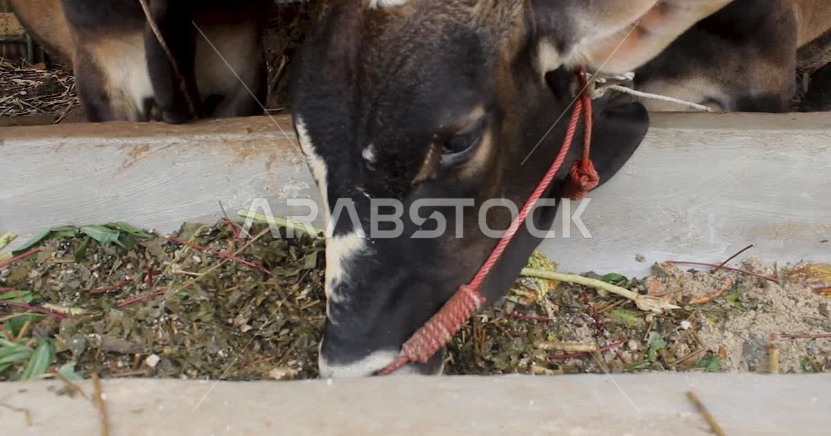 The concept of raising and caring for cows on the farms of the Kingdom ...