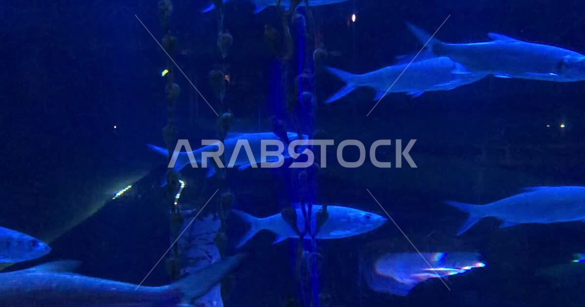 A variety of deep sea fish in Saudi Arabia, Red Sea fish wealth, marine ...