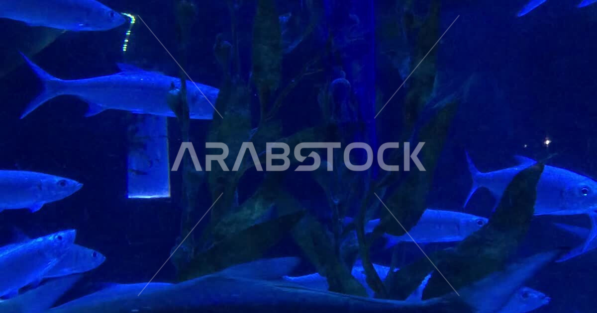 A variety of deep sea fish in Saudi Arabia, Red Sea fish wealth, marine ...