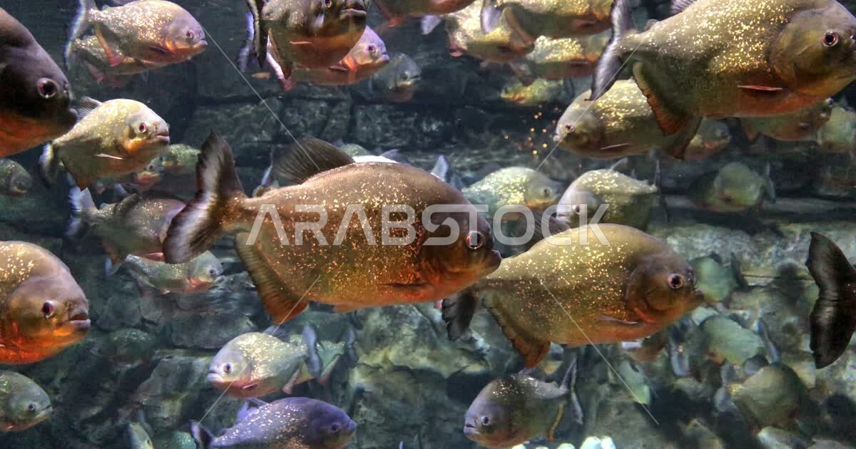 Marine fish and aquatic plants, marine nature reserve aquarium, variety ...