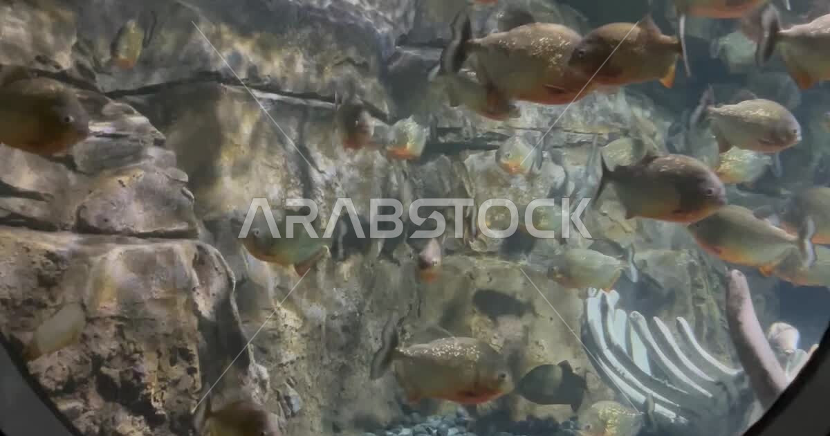 Marine fish and aquatic plants, marine nature reserve aquarium, variety ...