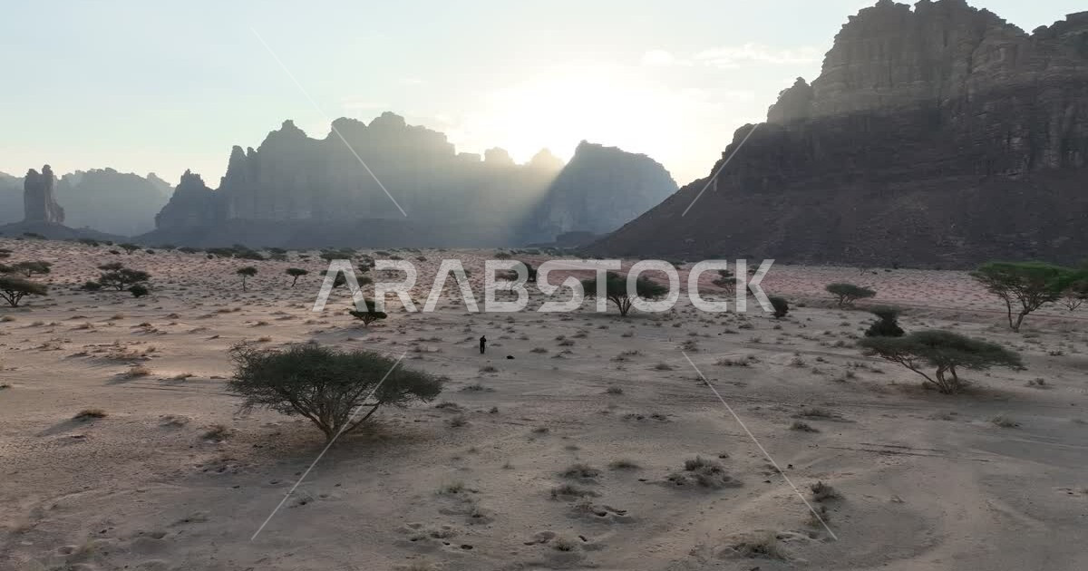 Wild plant growth in desert areas and sand dunes in the prairies ...