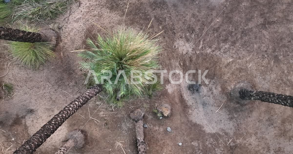 Interest in agriculture and afforestation in tourist cities, desert ...