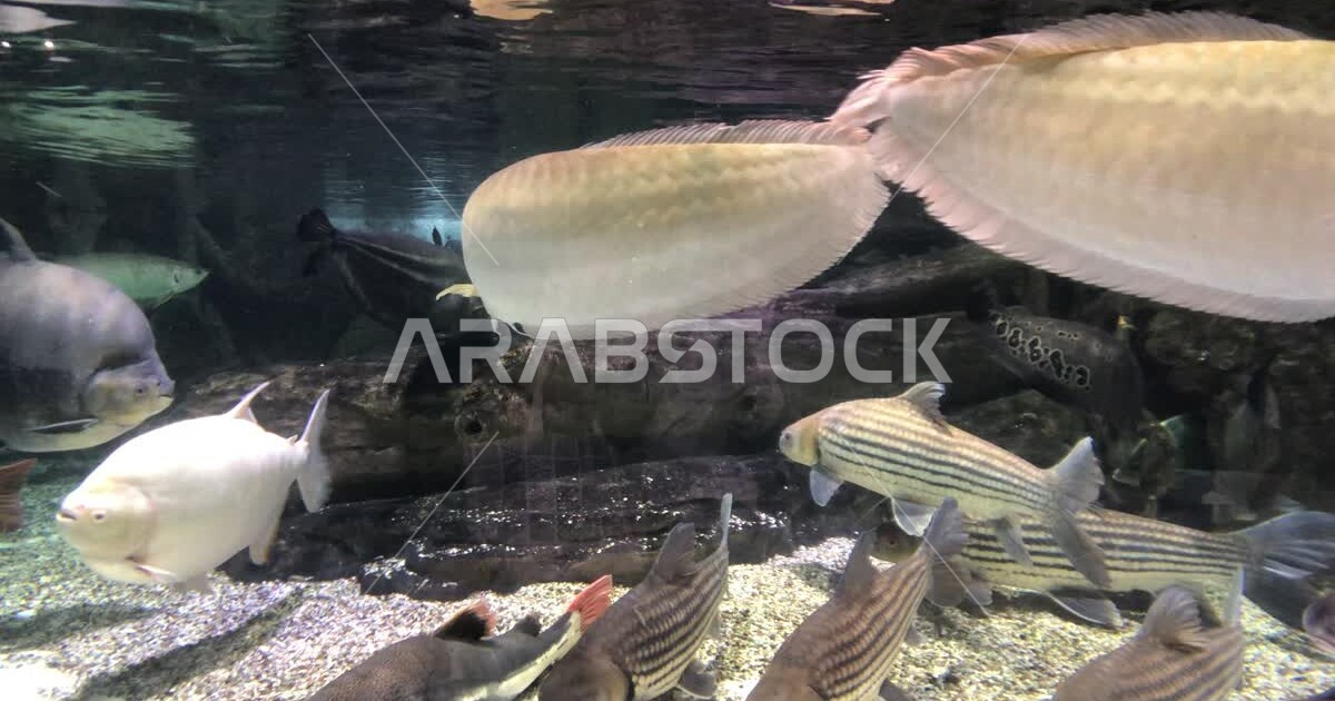 Marine fish and aquatic plants, marine nature reserve aquarium, variety ...