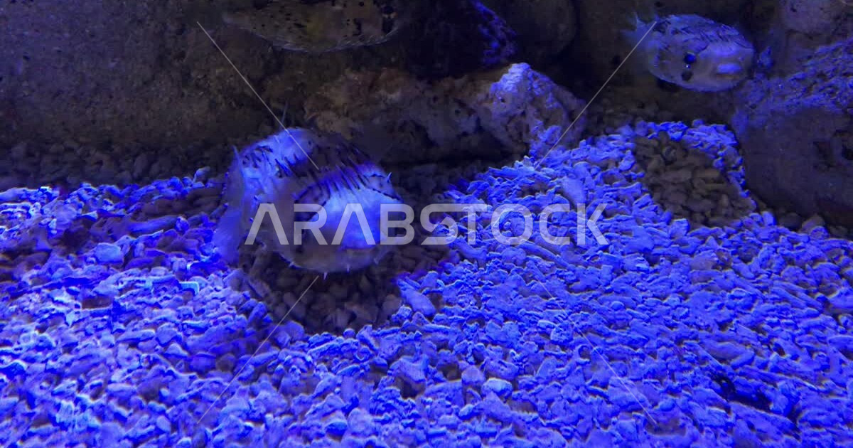 Deep sea puffer fish in Saudi Arabia, Red Sea fish wealth, marine fish ...