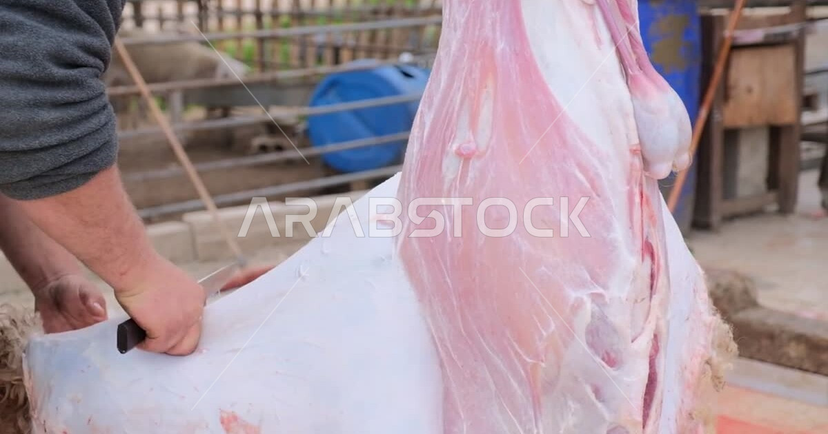 Sacrifices and offerings of the happy Islamic holidays, close-up of a ...