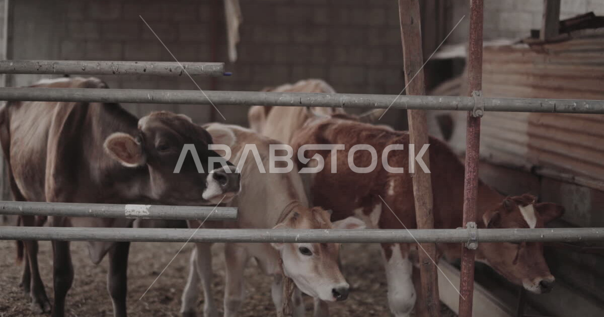The concept of raising and caring for cows, a group of cows in one of ...