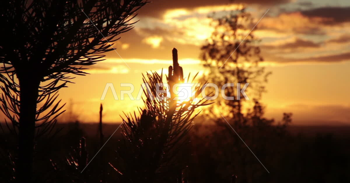 Trees and agricultural crops, close-up photography of a pine tree, the ...