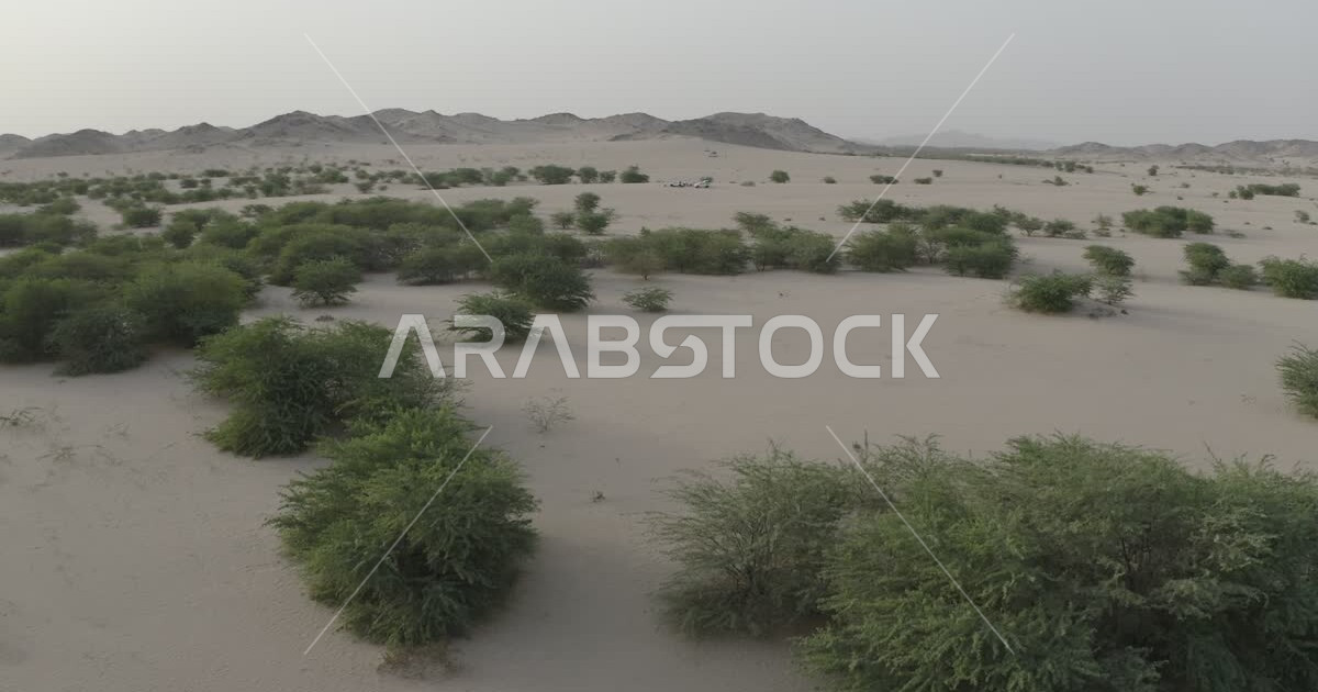 Soft sand dunes and hills in the vast Arabian Desert, desert landscapes ...