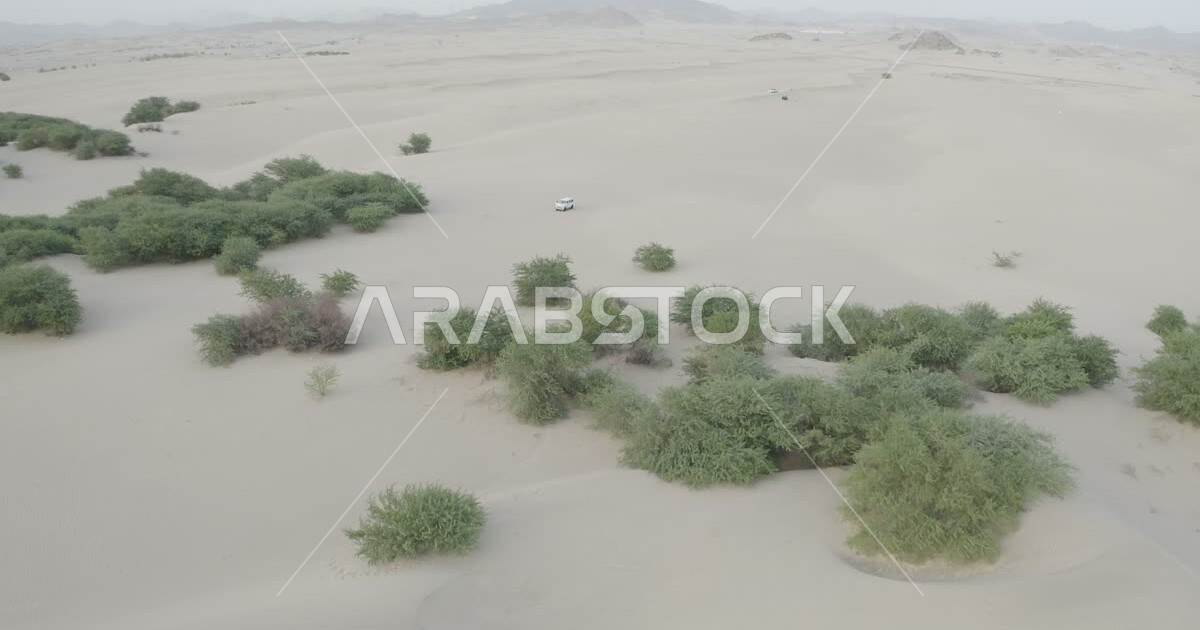 Green grasses and wild plants, soft sand dunes and hills in the vast ...