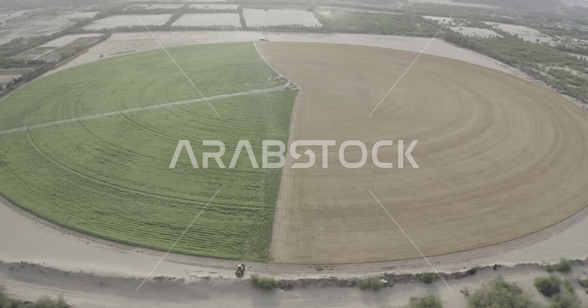 Green wild herbs and plants, desert landscapes in Saudi Arabia, aerial ...
