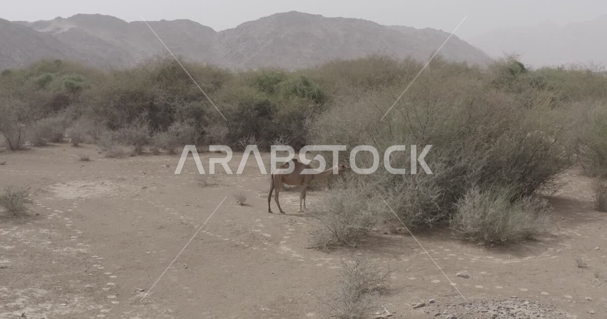 Desert landscapes in Saudi Arabia, soft sand dunes and hills in the ...