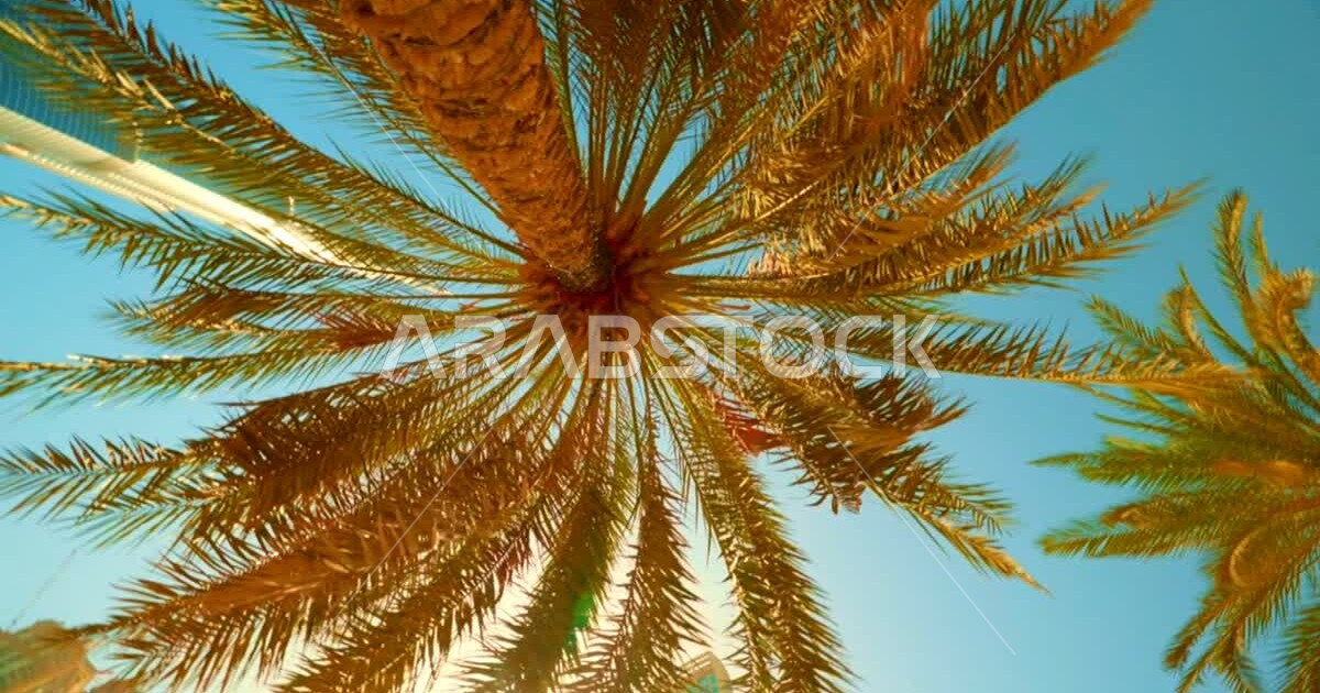 Interest in planting palm trees next to towers and residential ...