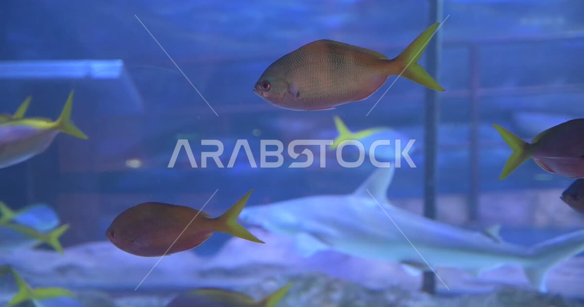 Fish wealth and marine animals in the United Arab Emirates, a group of ...