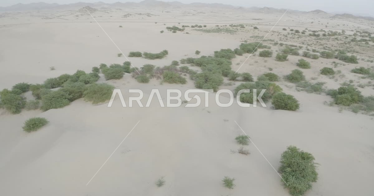 Camping and Safari Fun Places, Wild Plants on the Soft Golden Sands of ...