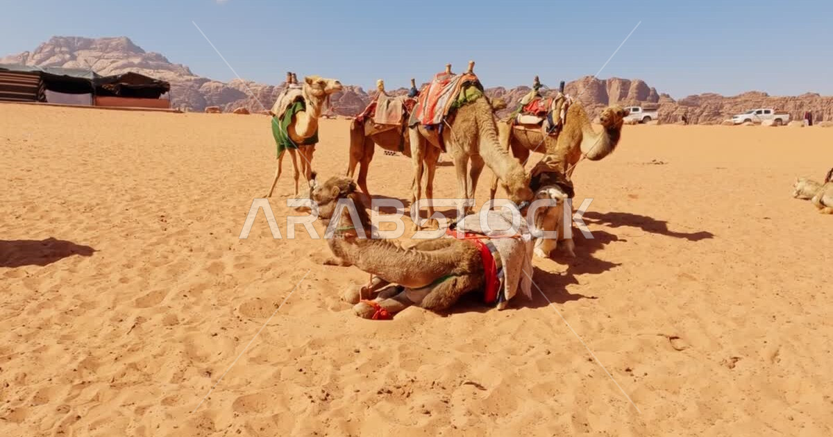 Raising and caring for camels in the wild nature reserves in the ...