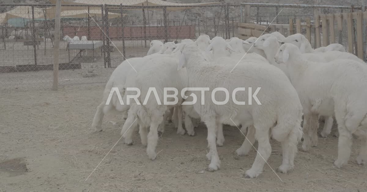 A flock of white sheep in an animal farm, Eid al-Adha sacrifice ...