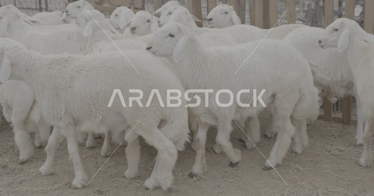 A flock of white sheep in an animal farm, Eid al-Adha sacrifice ...