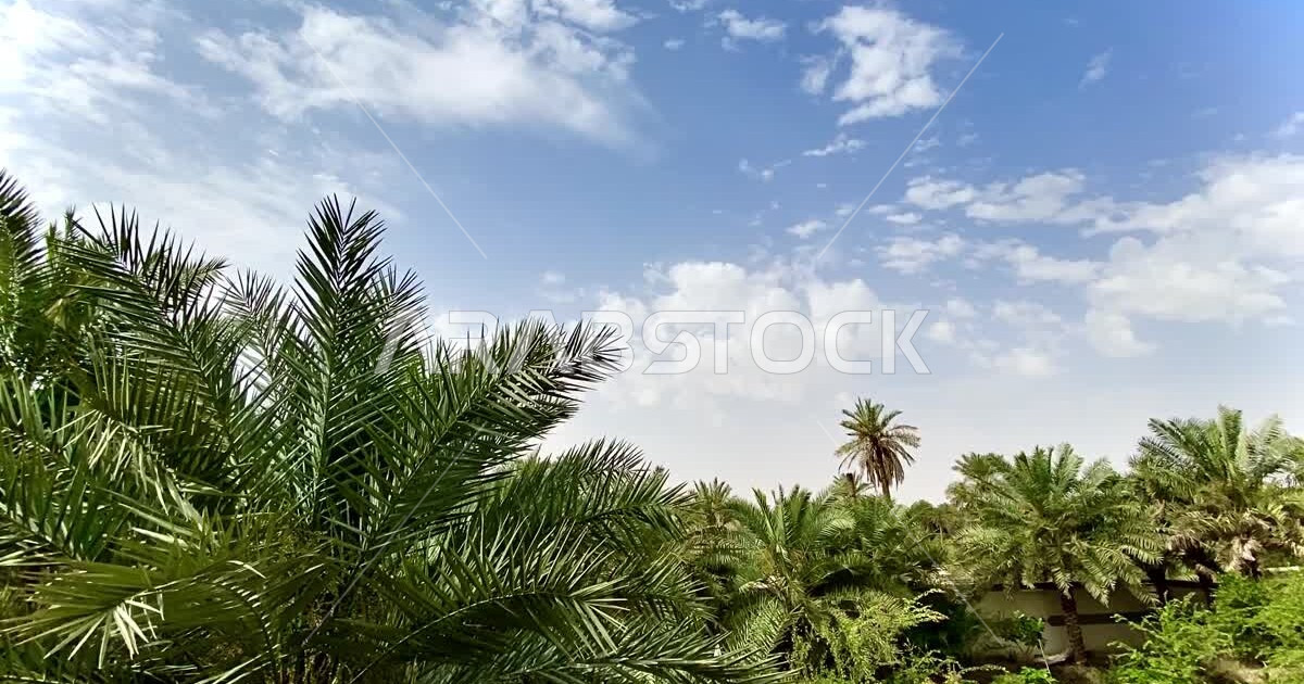 Palm farms and fields in Al-Ahsa region in the Kingdom of Saudi Arabia ...