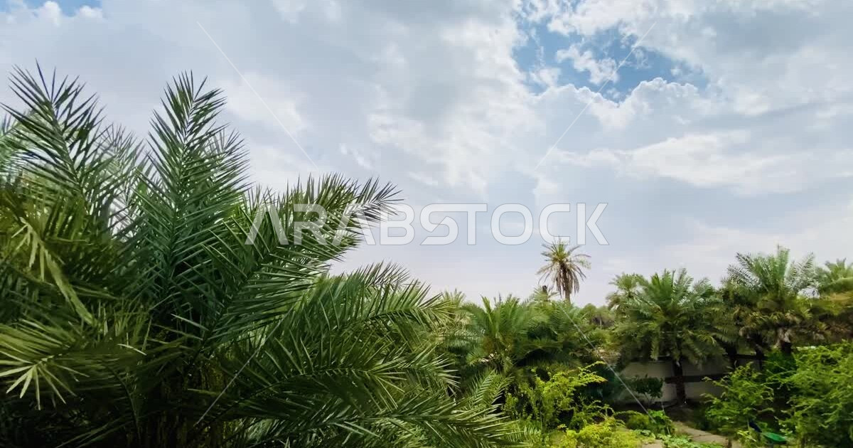 Palm farms and fields in Al-Ahsa region in the Kingdom of Saudi Arabia ...
