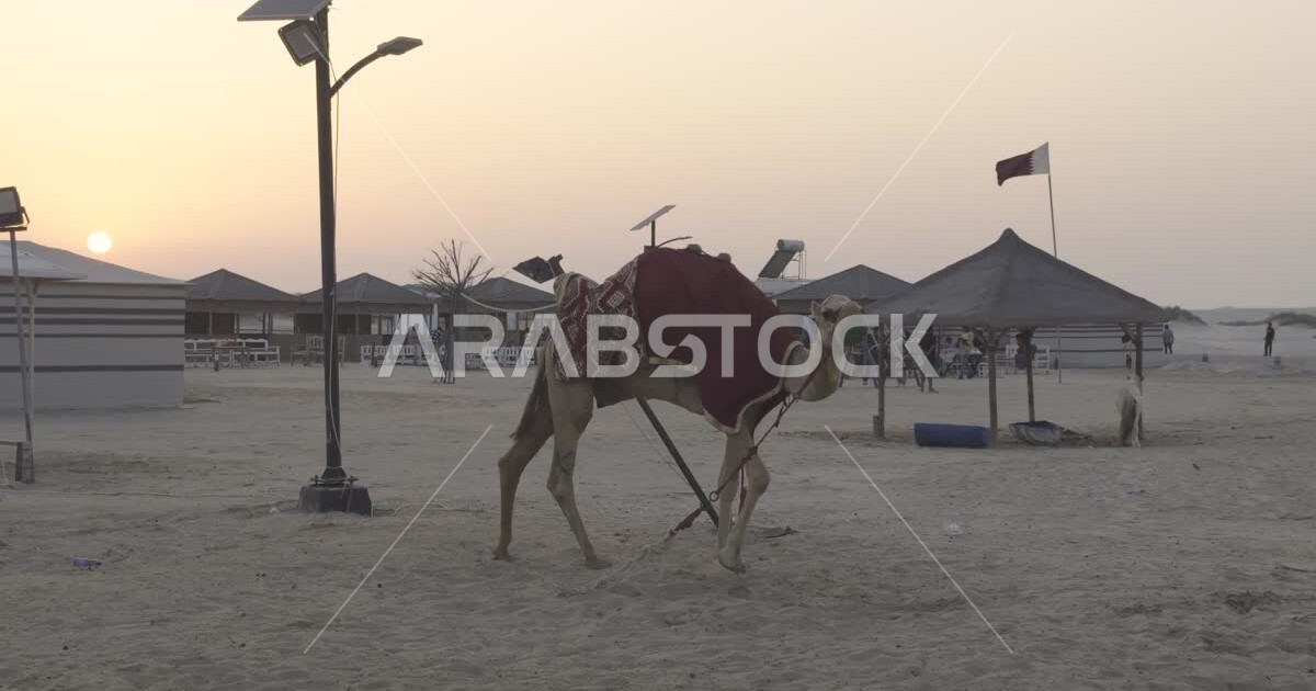 Wildlife nature reserves for camel and camel care in desert areas, a ...