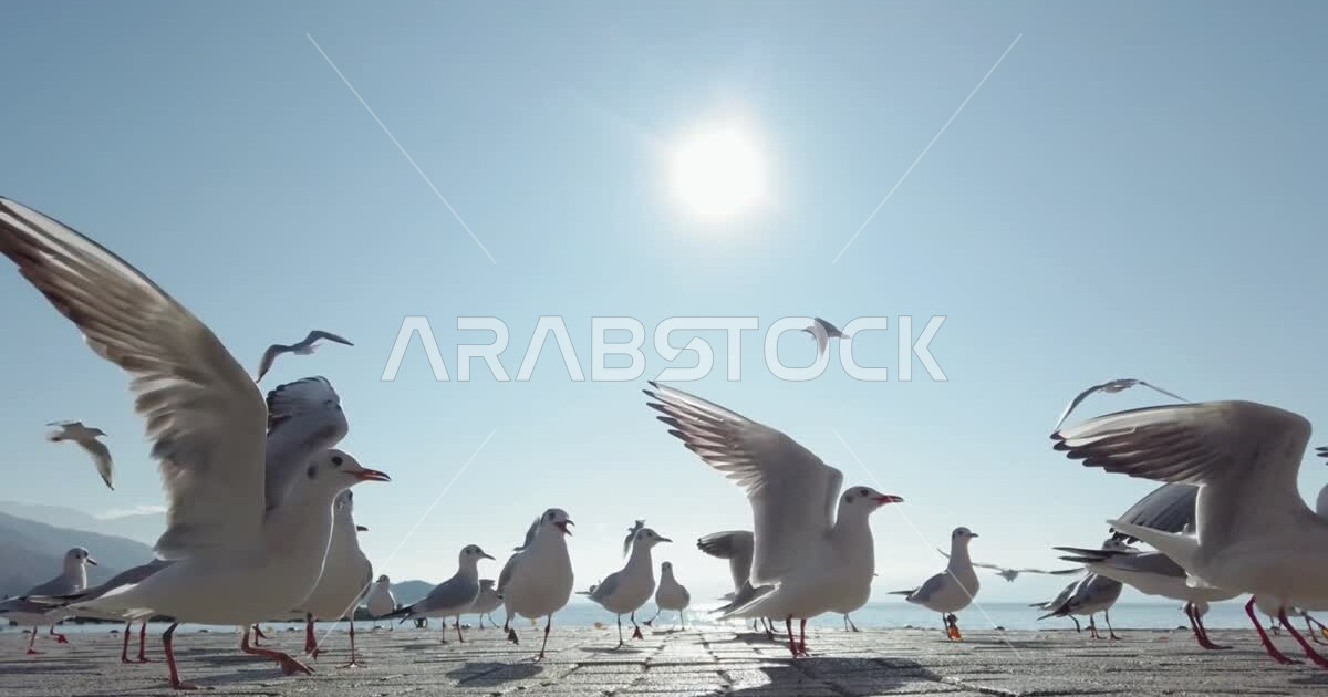 Migratory wild birds, tourist attractions and attractions, attractions ...