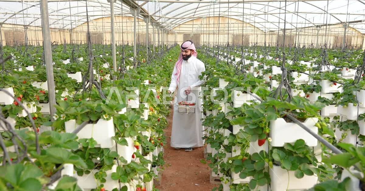 Saudi Arabian Gulf man wearing traditional dress holding a basket to ...