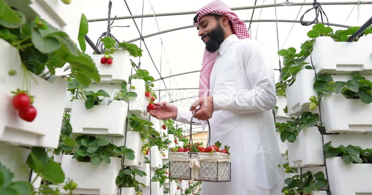 Saudi Arabian Gulf man wearing traditional dress holding a basket to ...