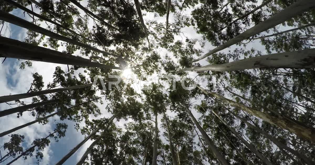 Close-up photography of eucalyptus tree in Saudi Arabia, the beauty of ...