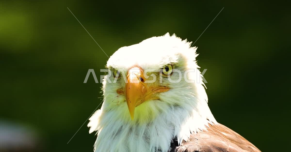 Birds of prey in Saudi Arabia, training and taming eagles, close-up of ...