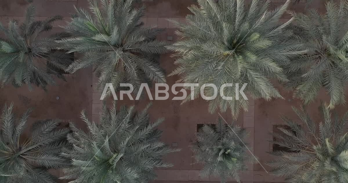 Fruitful palm farms in the Kingdom of Saudi Arabia, farms for the ...