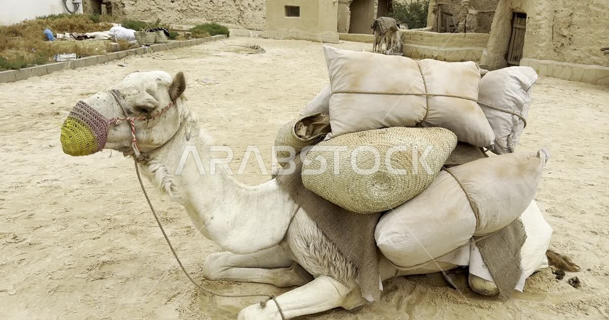 Close-up of a camel ruminating in the desert of Saudi Arabia during the ...