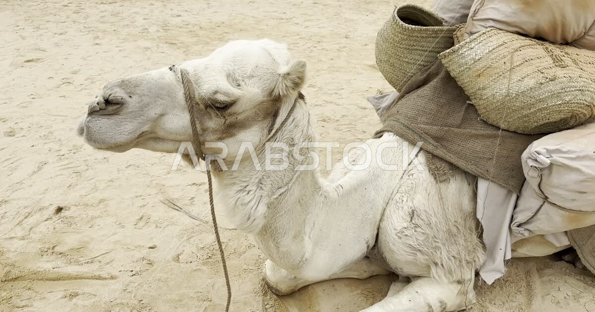 Close-up of a camel ruminating in the desert of Saudi Arabia during the ...